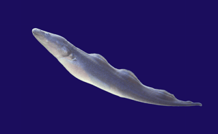 Aba Aba ( Gymnarchus niloticus )