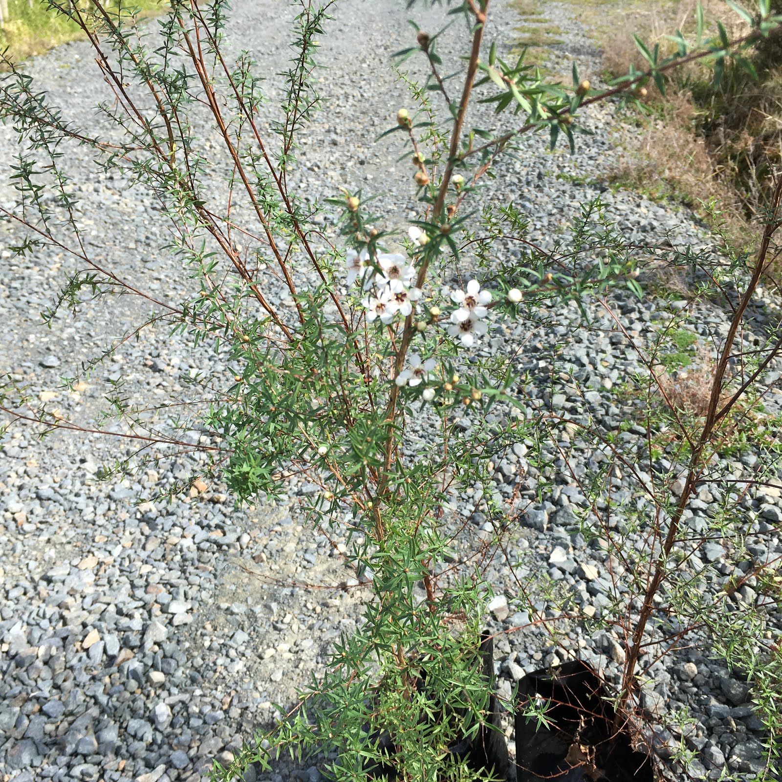 Beekeepers Blog: Planting manuka trees time