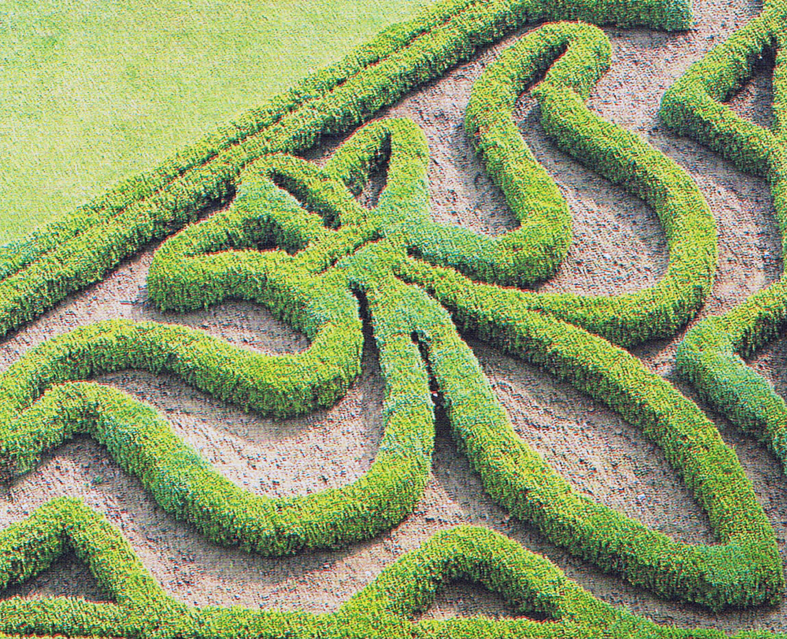 arbustosensevilla-encinarosa: Boj / Buxus sempervirens / Buxus balearica