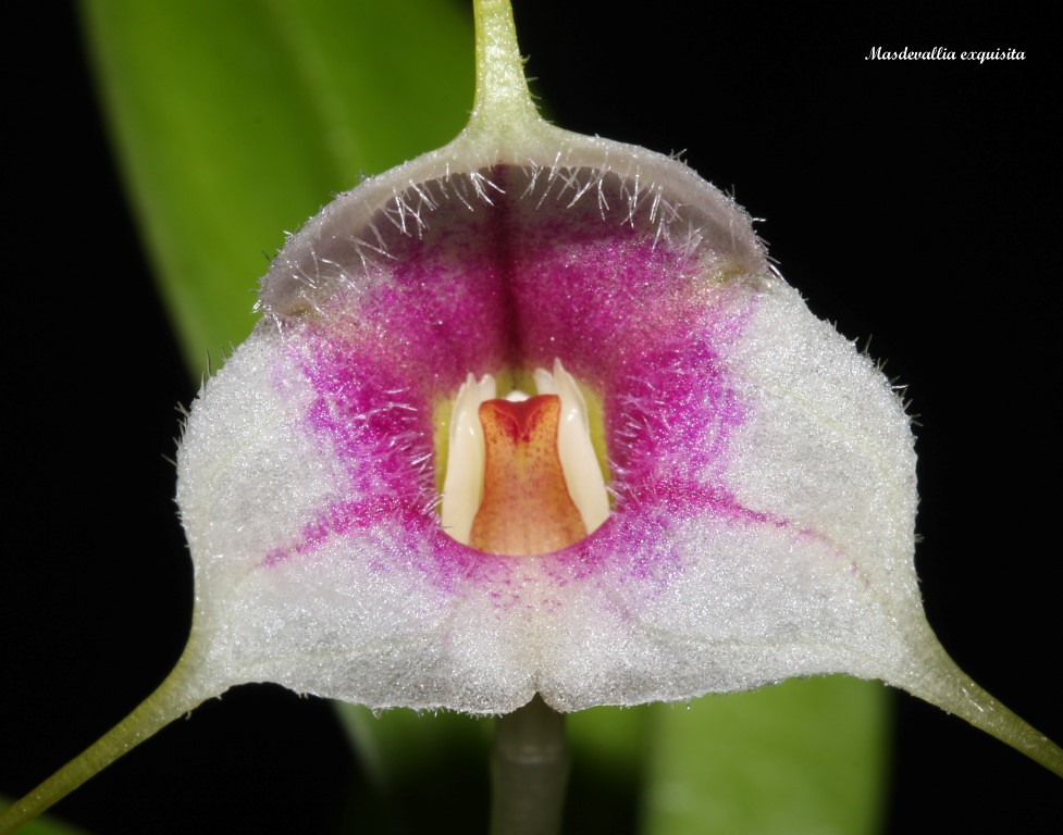 Masdevallia exquisita care and culture | Travaldo's blog
