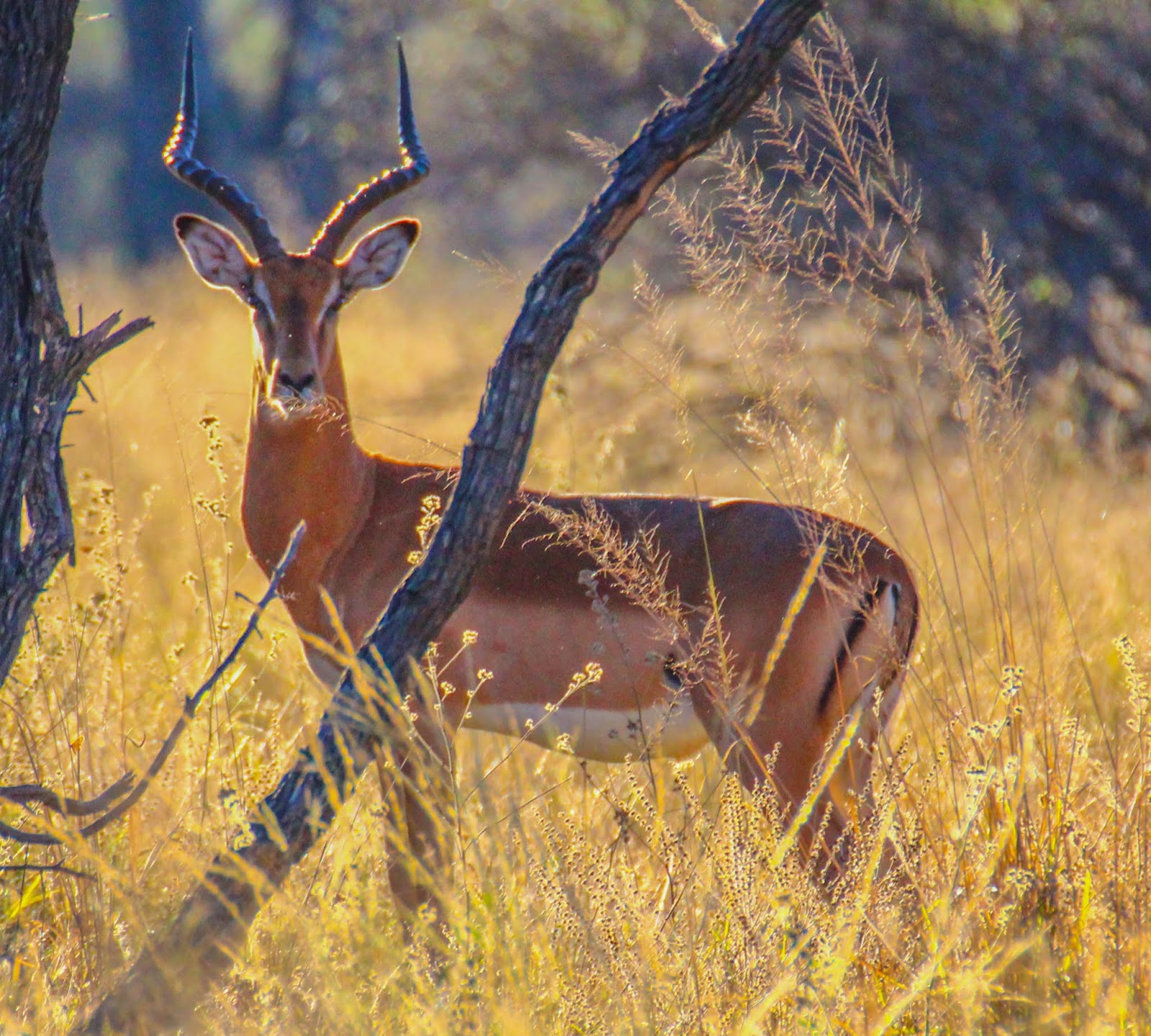 Cannundrums: Impala Steak