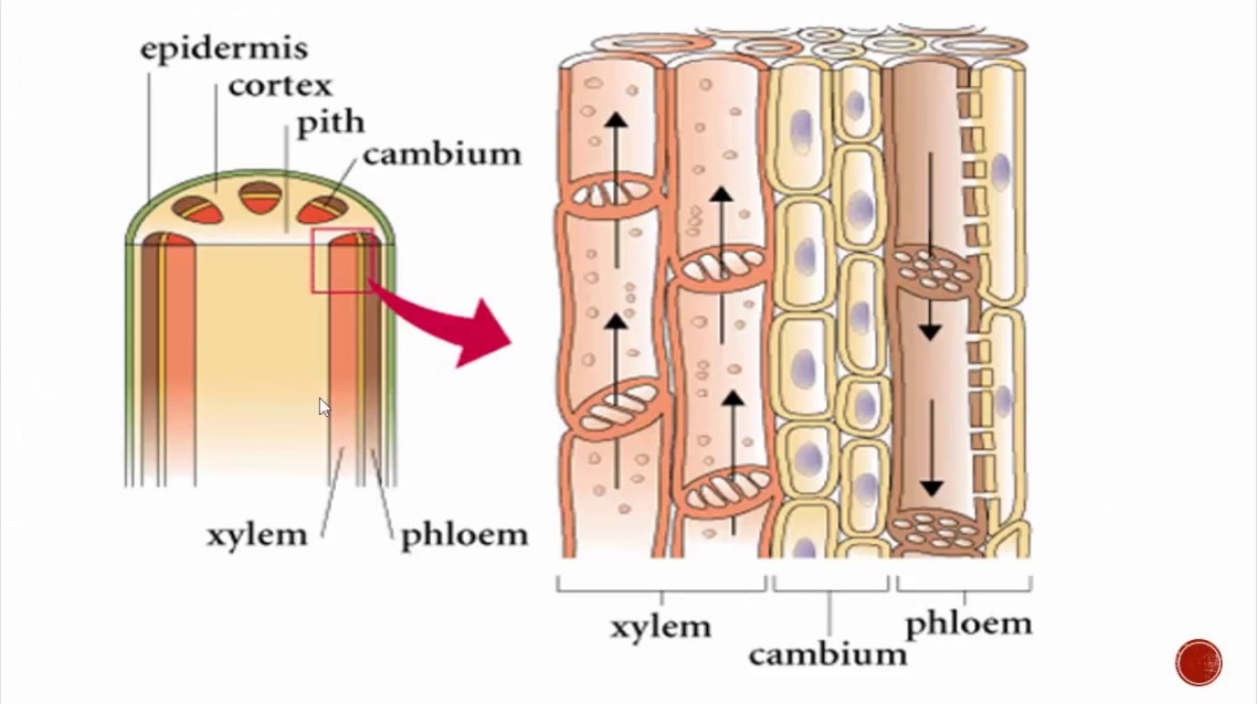 Xylem Cell
