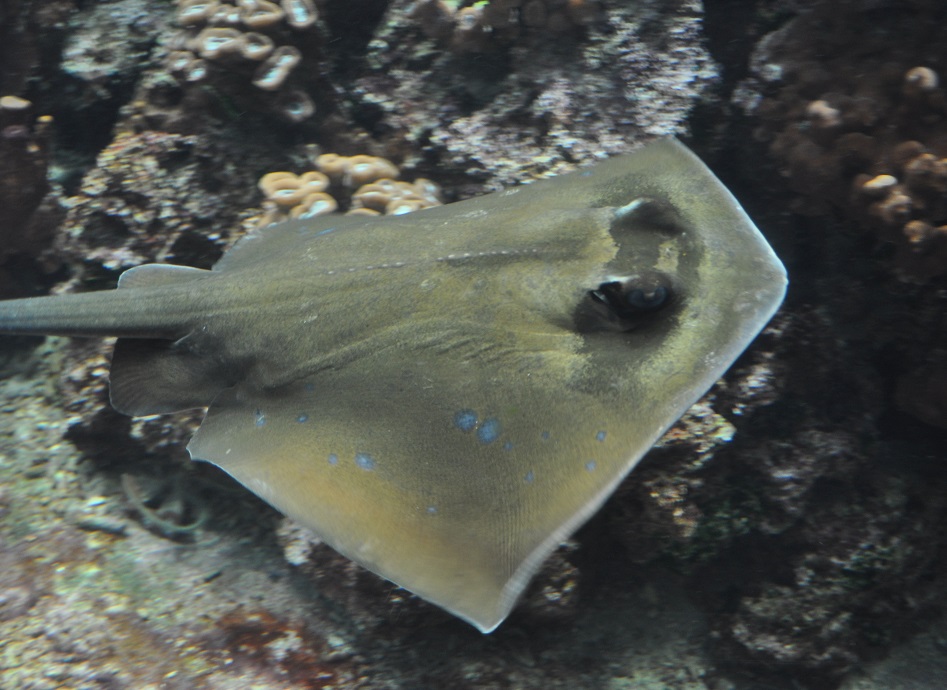 ZOOTOGRAFIANDO (6.100 ANIMALS): RAYA AZUL MANCHADA / BLUESPOTTED ...