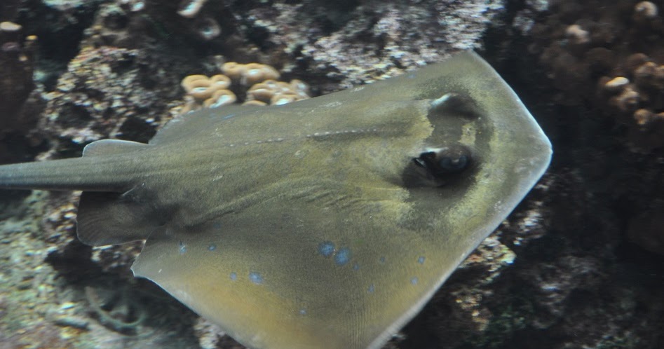 ZOOTOGRAFIANDO (6.100 ANIMALS): RAYA AZUL MANCHADA / BLUESPOTTED ...