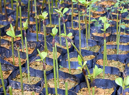 wild shores of singapore: What do baby mangrove trees look like?