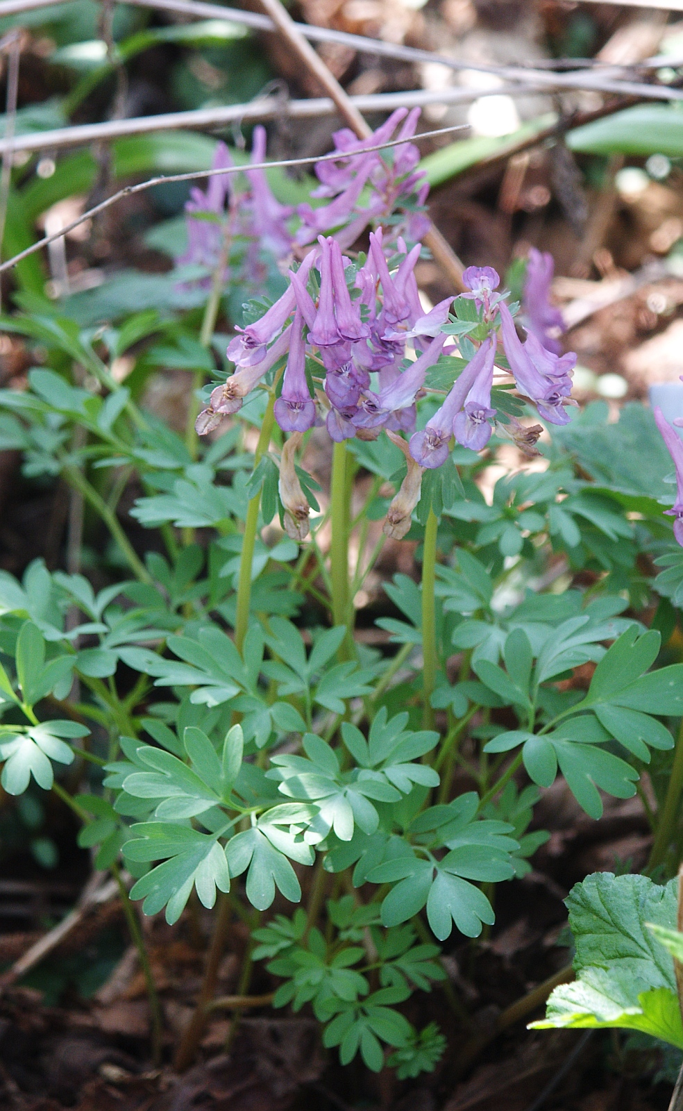 HOW TO GROW CORYDALIS SOLIDA |The Garden of Eaden