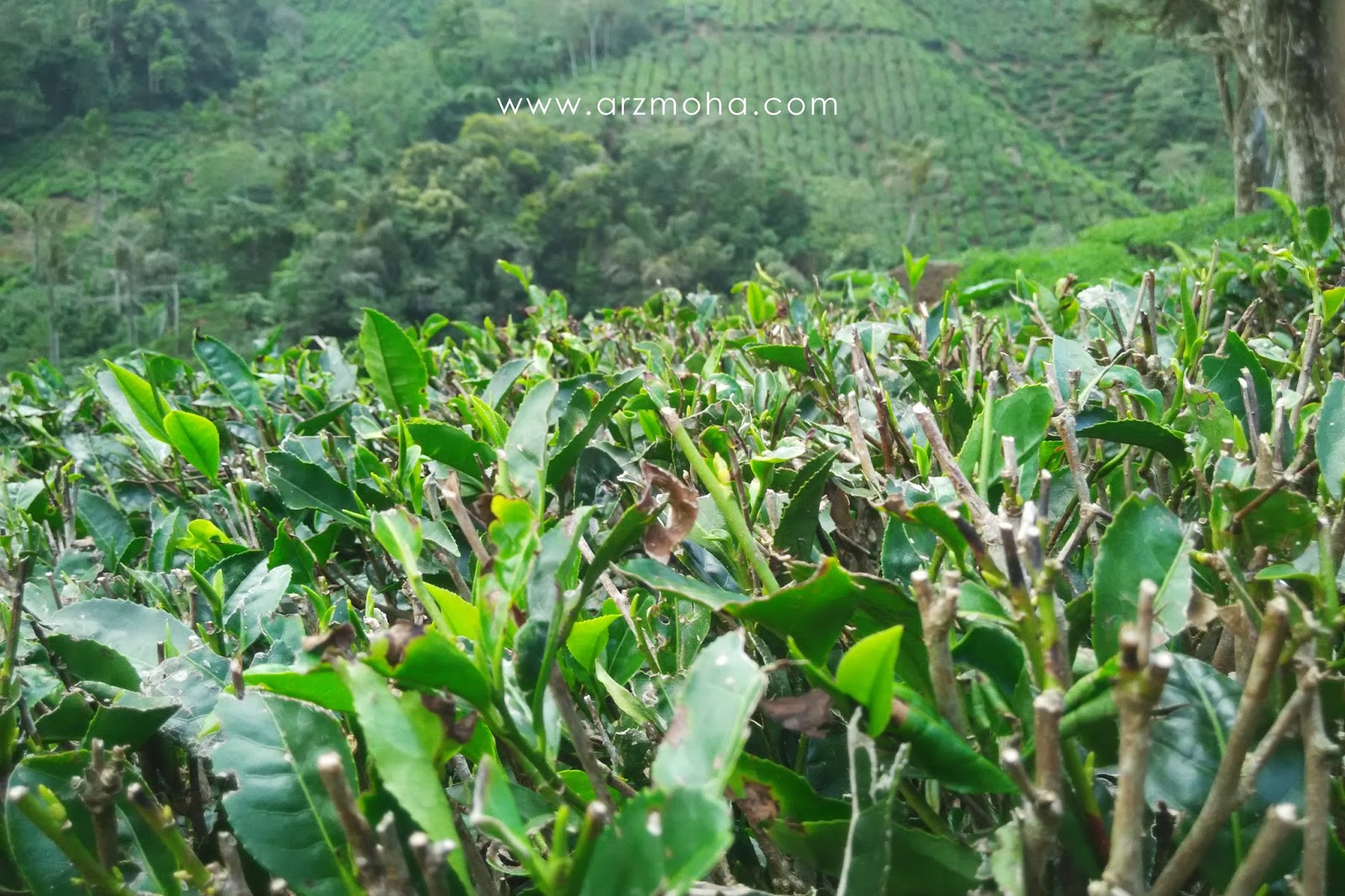 2 Ladang Teh Yang Wajib Dikunjungi Di Cameron Highlands