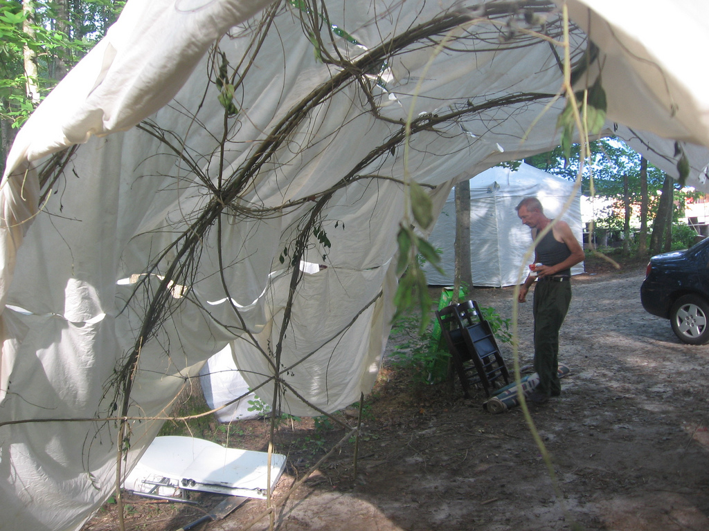 Species of UK: Week 13: Sallow (Salix caprea and Salix cinerea)
