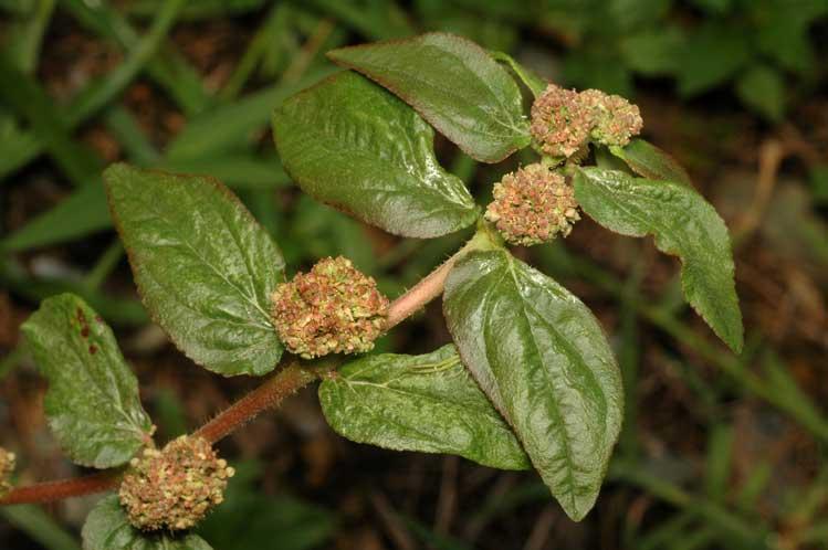 Tanaman Obat Patikan Kebo (Euphorbia hirta) | Catatan Octa