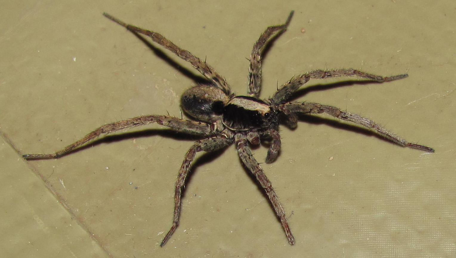 Kenyan Spiders: WOLF SPIDERS (Family Lycosidae)