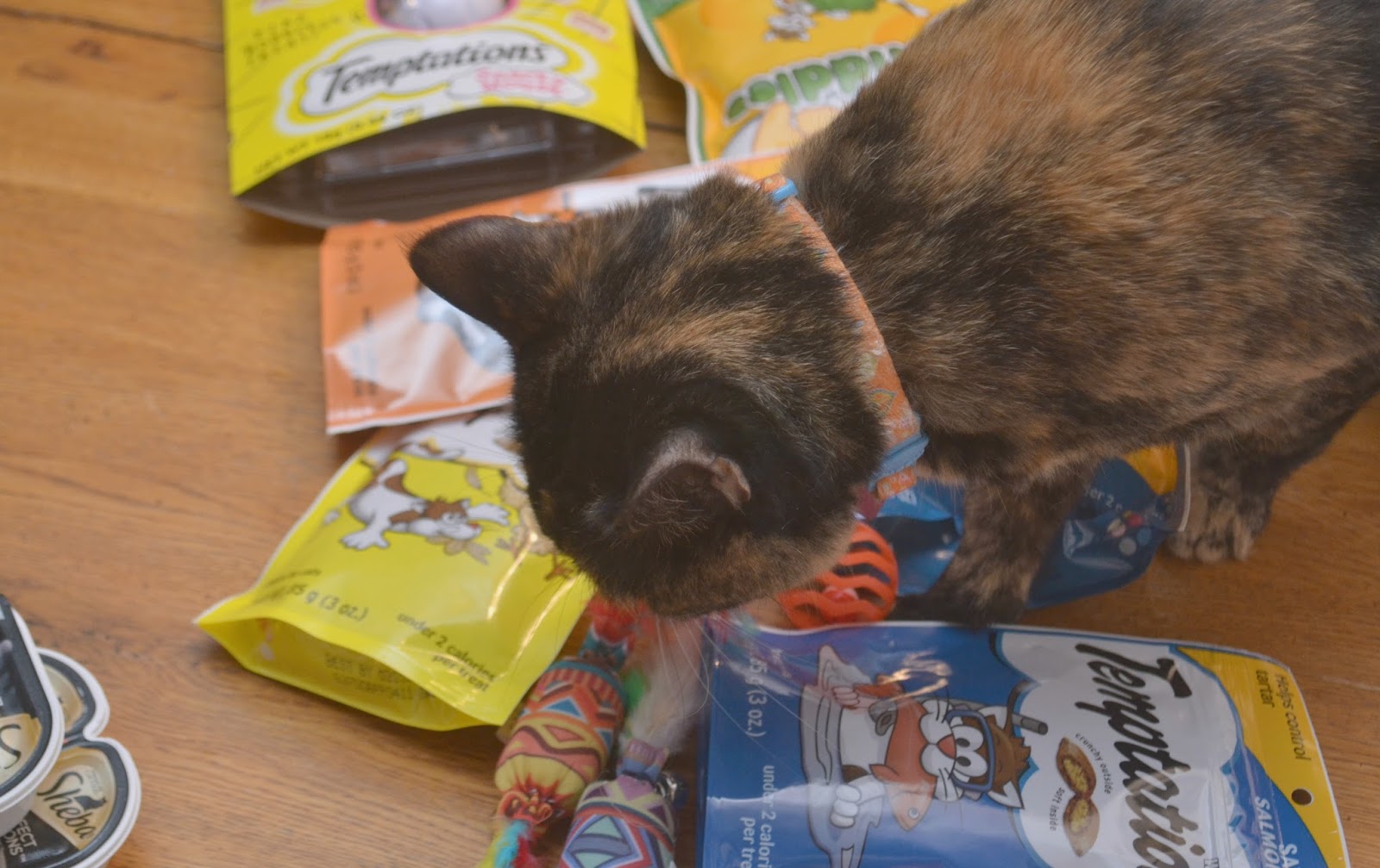 Blessing Box for Cats - Animal Shelter Donations - Building Our Story