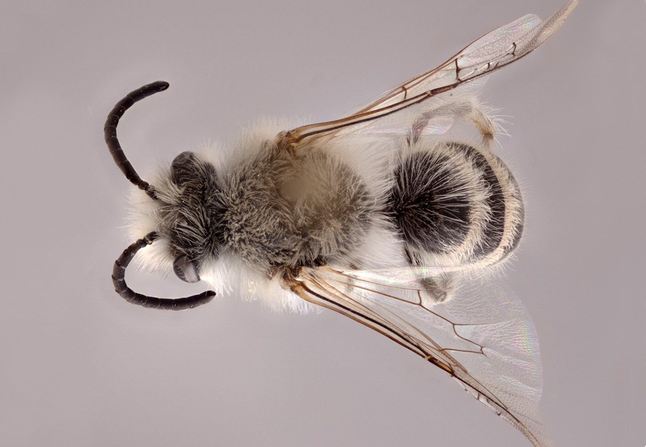 Species New to Science: [Entomology • 2017] Taxonomic Revision of the ...