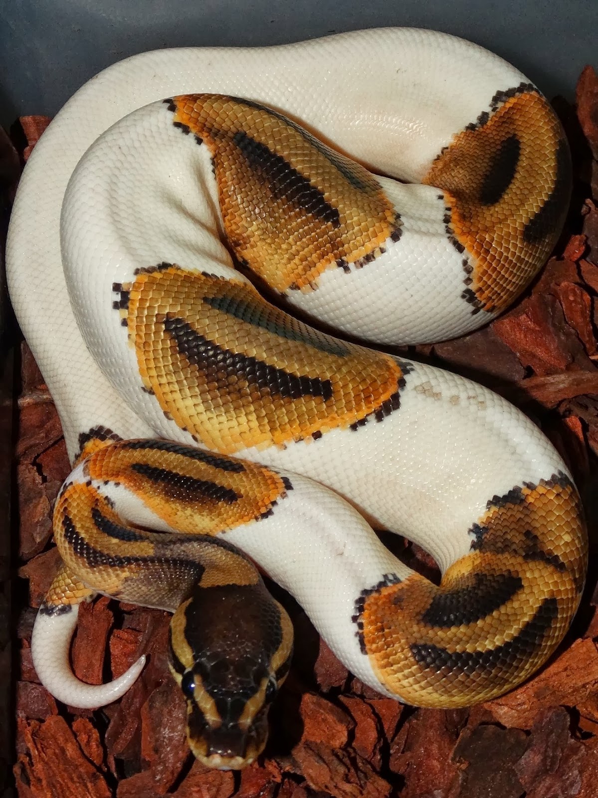 Reptiles Amphibians & Fish: October 2013