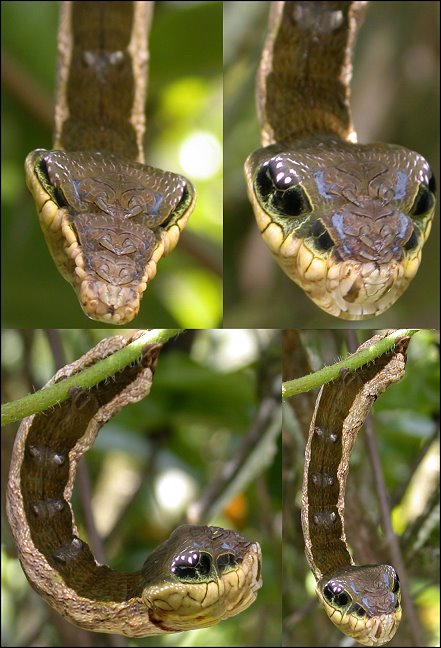 TYWKIWDBI ("Tai-Wiki-Widbee"): Hemeroplanes - the "snake caterpillar"