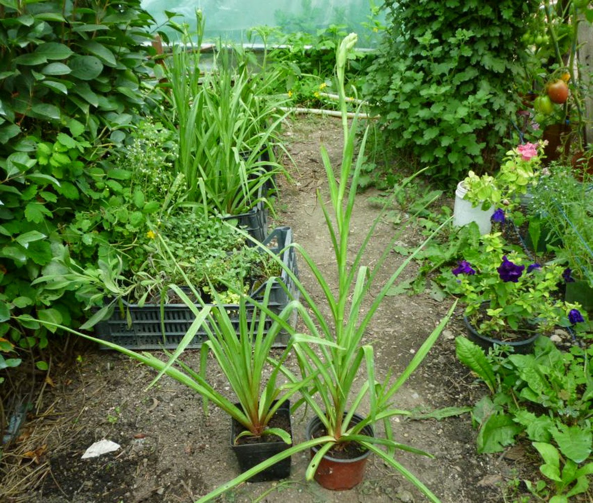 Seminte si plante de gradina hobby: Tuberoze-Polianthes tuberosa
