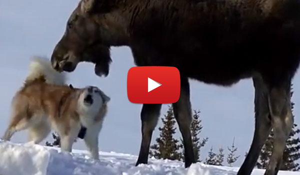 Loyal Dog Saves Family From (Mostly Harmless) Moose - Snow Addiction ...