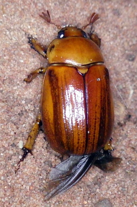 Kaitlyn's Paraguay Adventures!: Paraguay Insects- Post 1