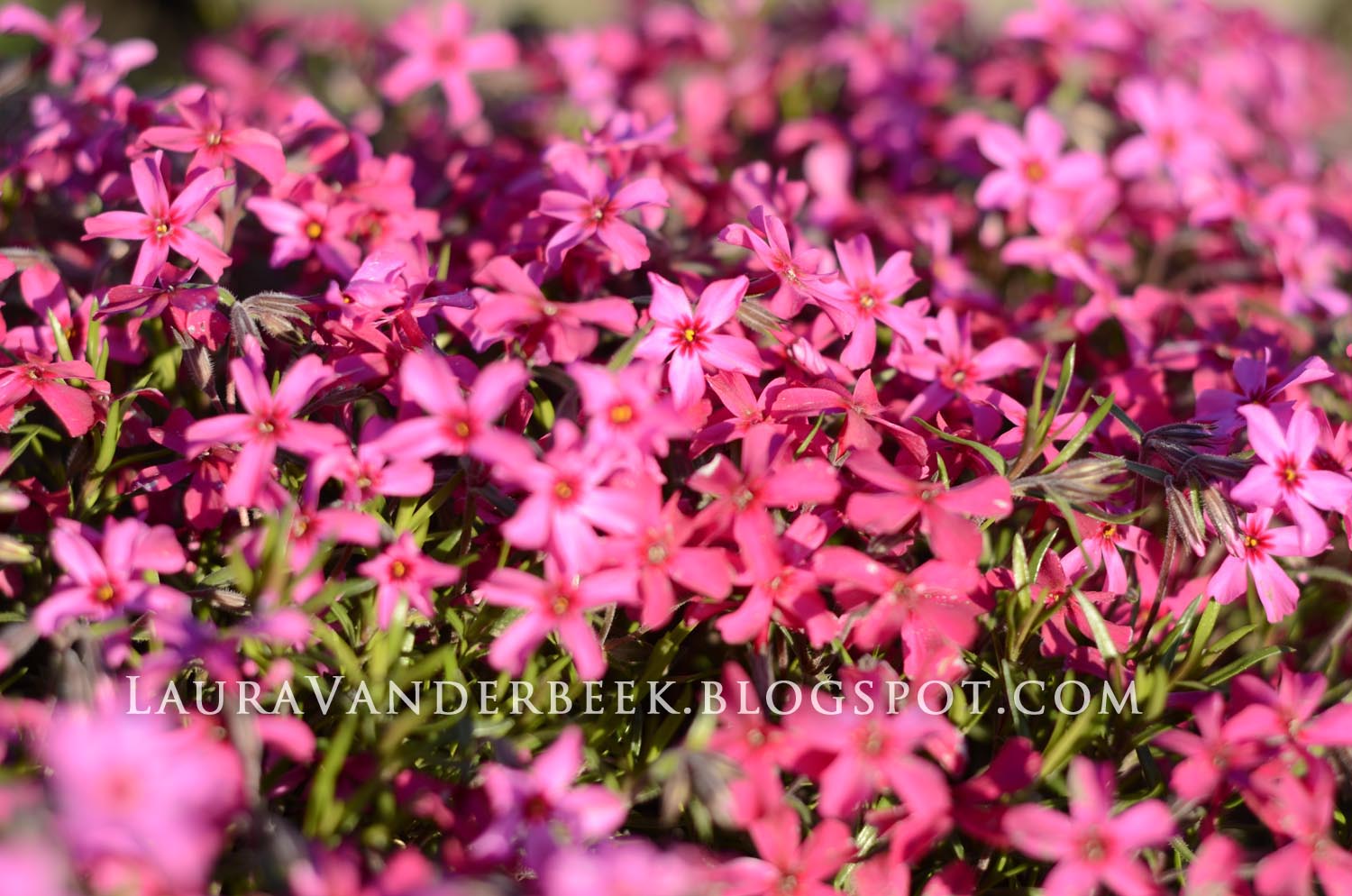 Laura Vanderbeek: Carpet Phlox
