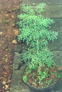 Obat Obatan Herbal: TANAMAN INGGU