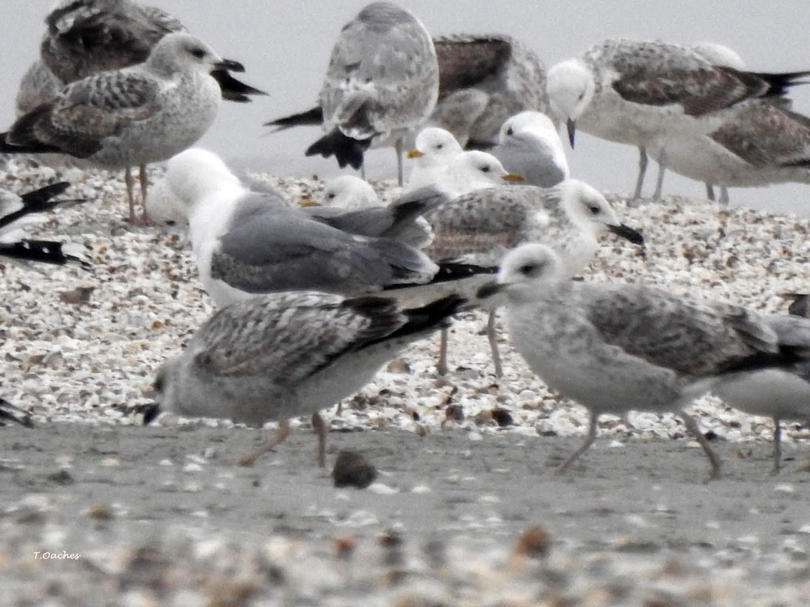 PASARI DIN ROMANIA: PESCARUS SUR, Larus canus