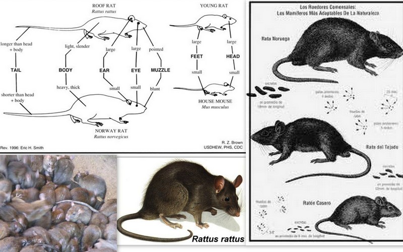 Alberto Kaplan: Ratas