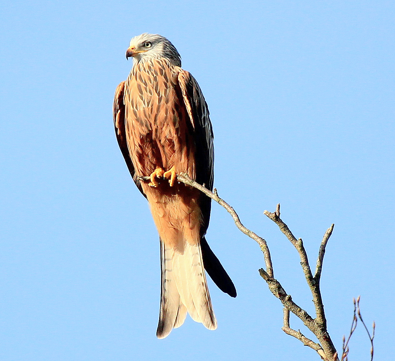 Boatbirder.com: Martins and Kites!