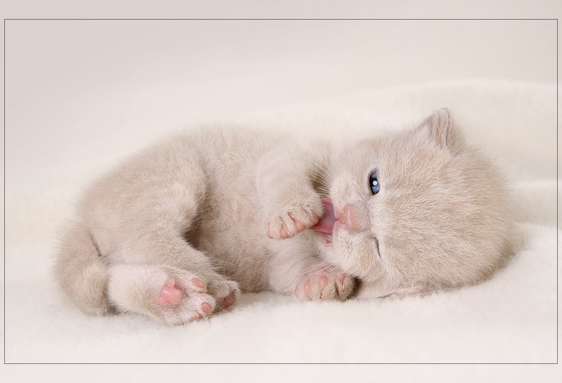 Imagenes de gatos - gatitos: Tierna imagen de gatito bebe [24-7-16]