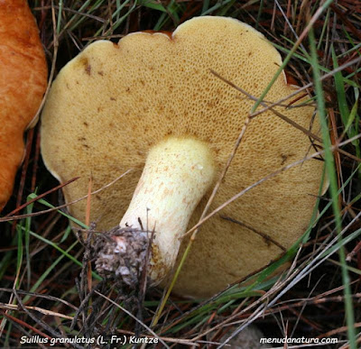 Menuda Natura: Suillus granulatus (L. Fr.) Kuntze