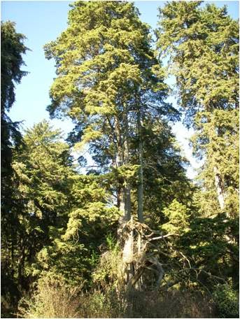 INTRODUCCION AL TEMA : Especies en peligro de extinción del Bosque de ...