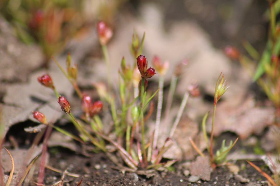 The Naturalest Naturalist: Sedges have edges, rushes are round... both ...