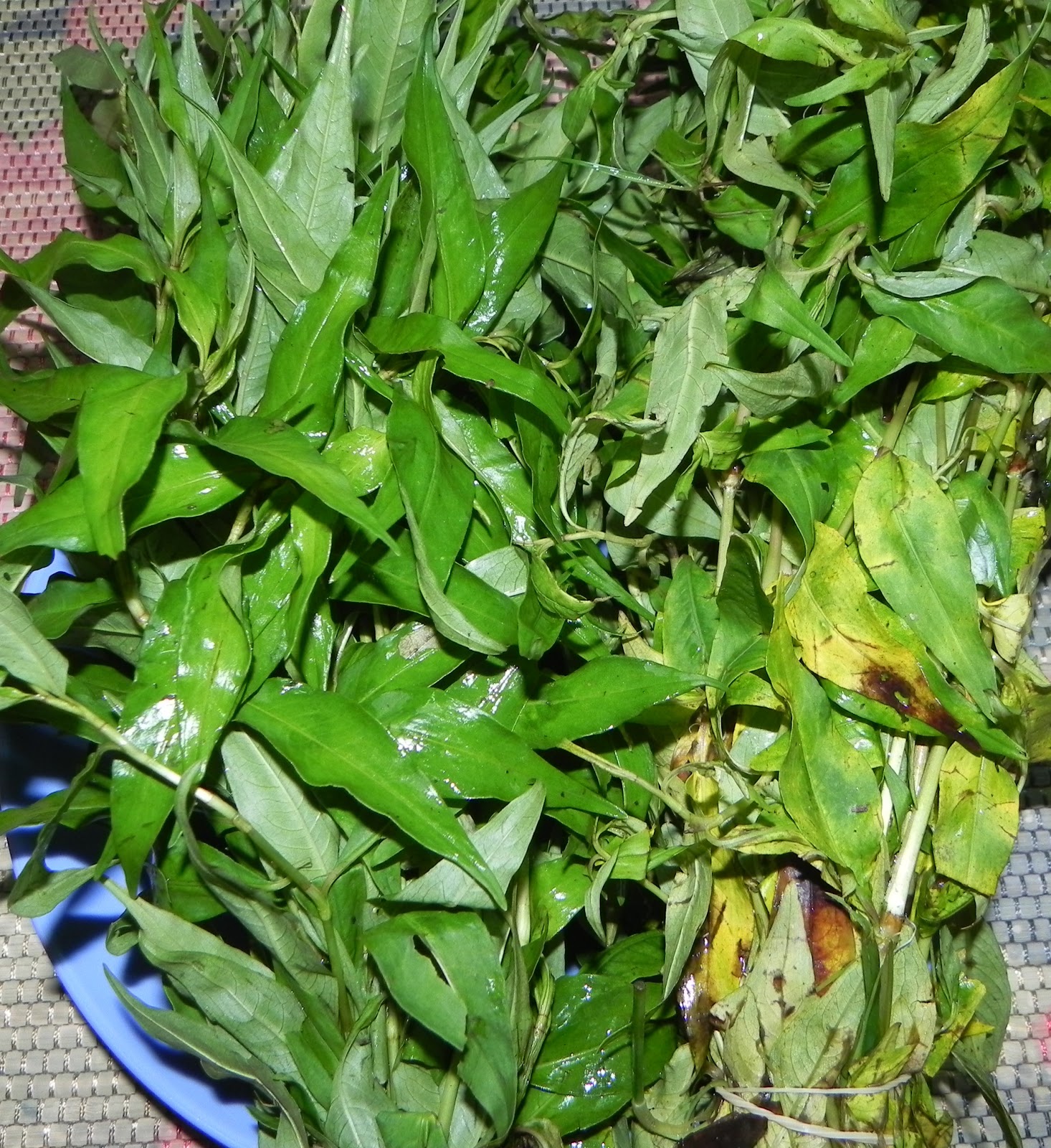 Relatif: Siri 01: Khasiat Tumbuhan Herba