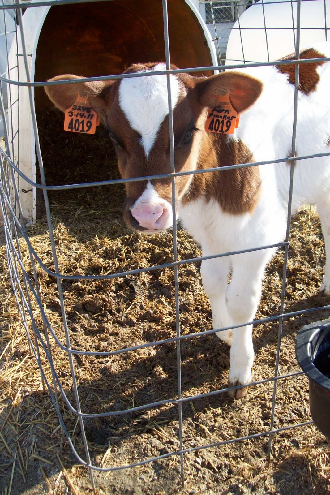 Life in a Deer Yard: HOLSTEIN CATTLE ( HOLSTEIN-FRIESIAN)