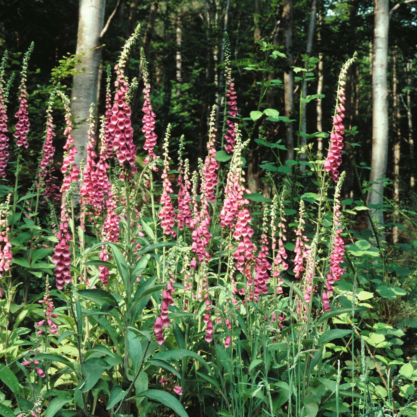 Healing Homeopathy: Digitalis Purpurea