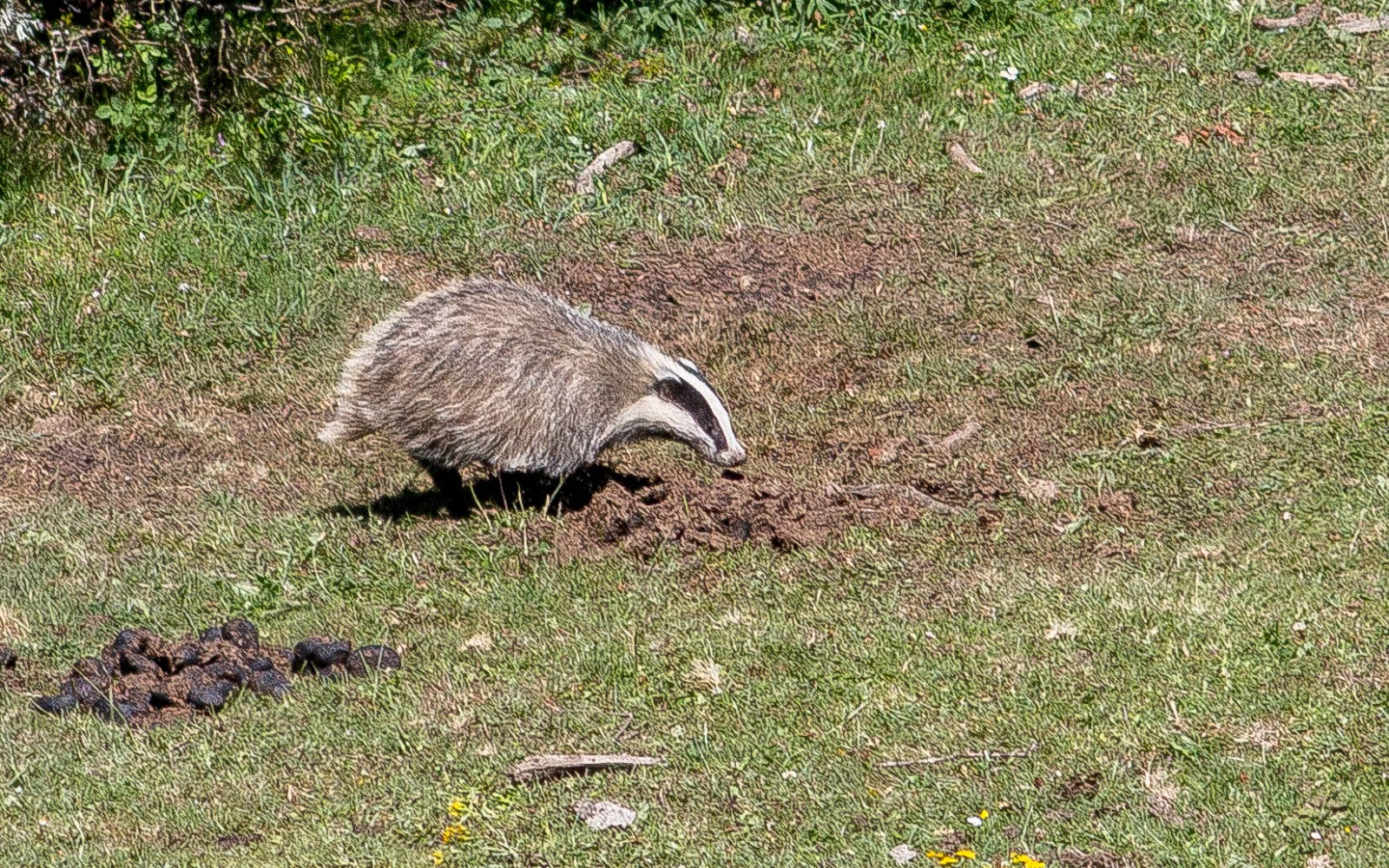 Digiscoping/fotografía por Asturias, y más.: Meles meles