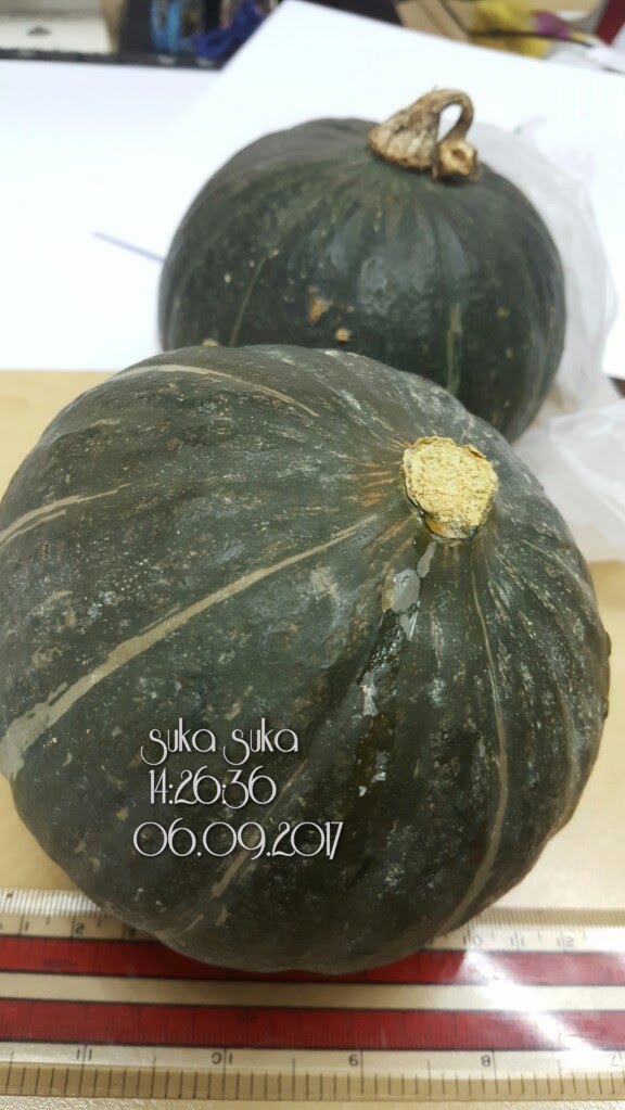 "SUKA SUKA ": Labu Jepun Cameron