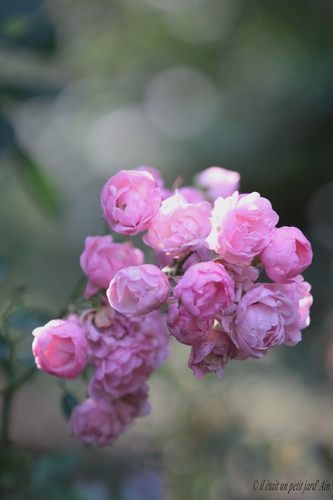 IL ETAIT UN PETIT JARD'AIN ...: TOUT ROSE...la suite