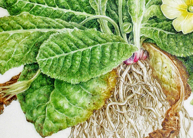 Dianne Sutherland: Primula vulgaris on kelmscott Vellum, SBA exhibition ...