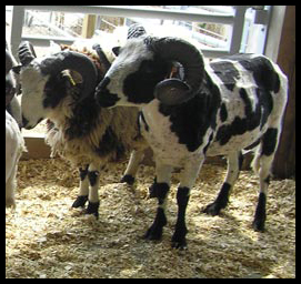 Striped Sticks and Spotted Sheep