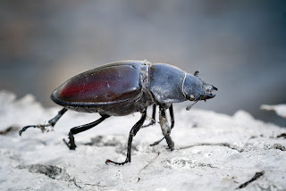 Invertebrados de Huesca: Lucanus cervus (Ciervo volante, volador)
