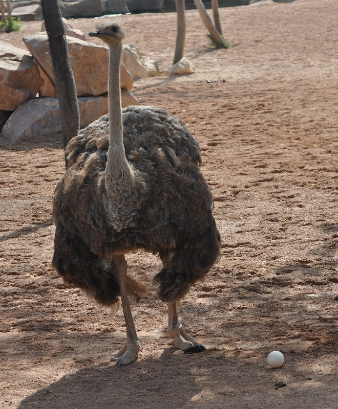 ZOOTOGRAFIANDO (6.100 ANIMALS): AVESTRUZ / OSTRICH (Struthio camelus)