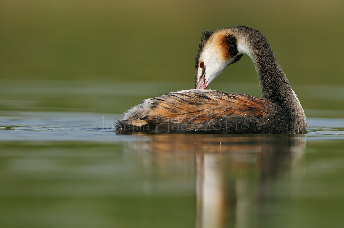 Juanma Hernández · Fotografía de Naturaleza: El acicalado del somormujo