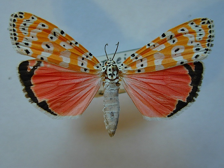 Field Biology in Southeastern Ohio: Noctuid Moths & Tiger Moths