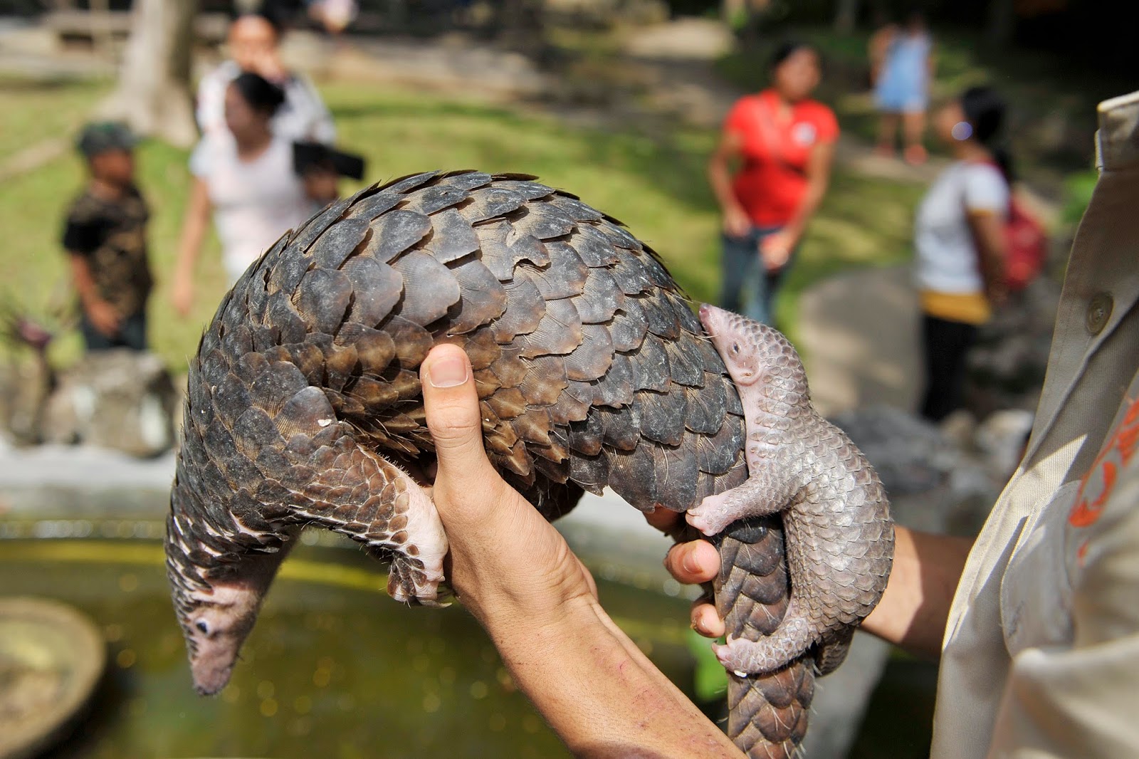 Sciency Thoughts: Malayan Pangolin classified as Critically Endangered.