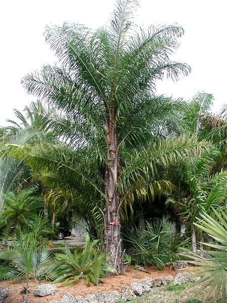 Morrut Roig: Acrocomia aculeata