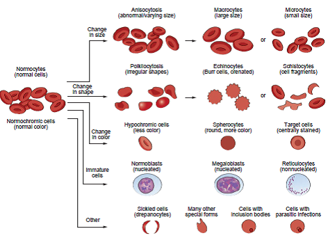 Ciencias de Joseleg: Variación morfológica de los eritrocitos