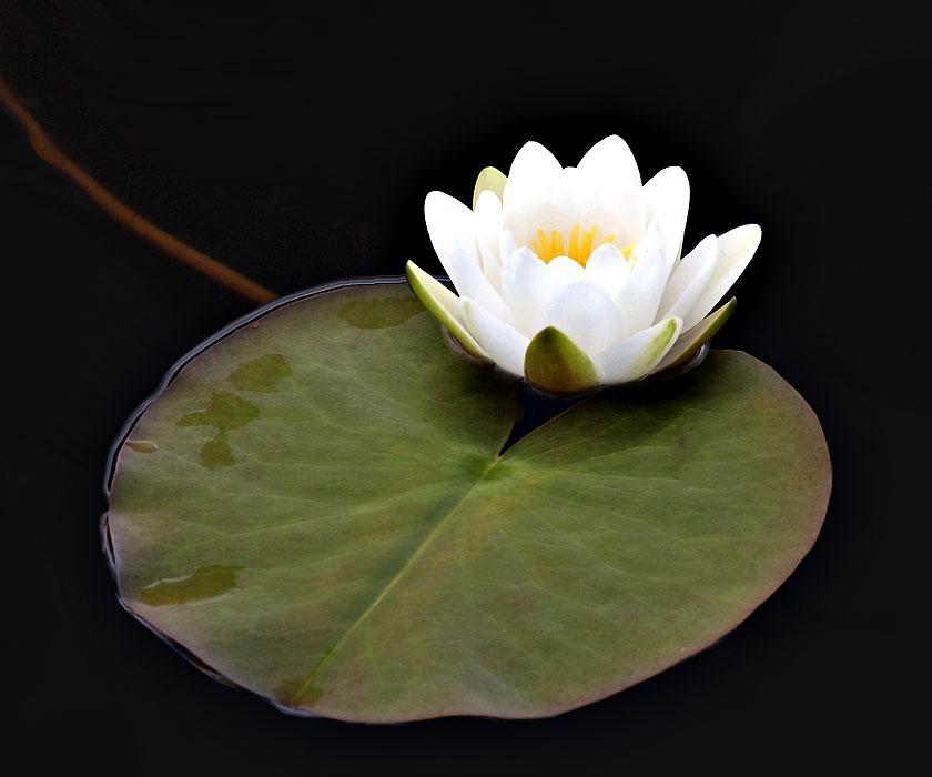 Nilüfer Çiçeği - Laf Sözlük