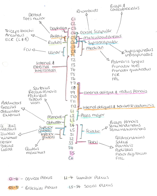 Physiotherapy Revision: Spinal Innervations