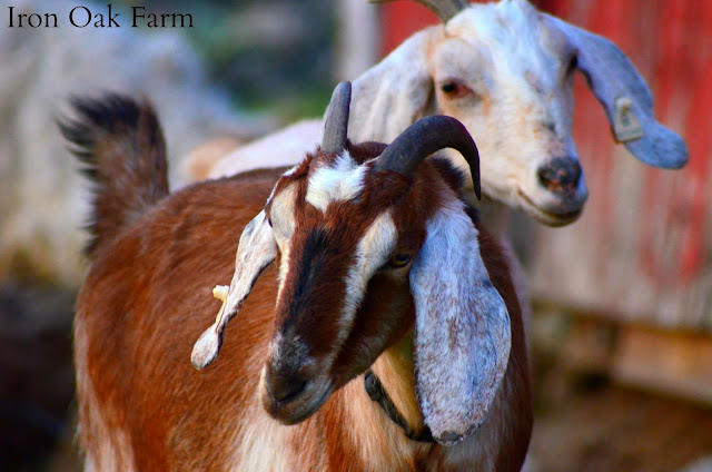 Iron Oak Farm: Goats