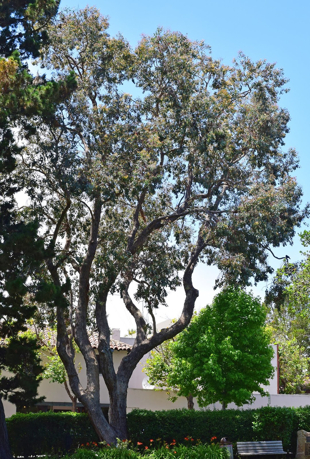 Friends of the Carmel Forest Tree Tour with Dr. Matt Ritter - June 2018