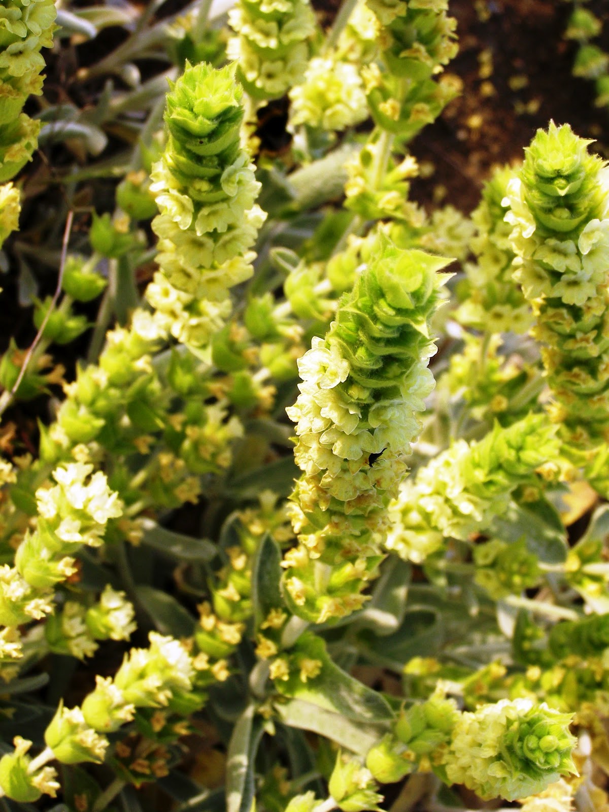 Βιολογικό Κτήμα Ζαβού: Sideritis scardica